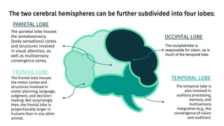 Human brain understanding the complex structure | PPTX | Brain and ...