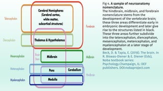 Human brain understanding the complex structure | PPTX | Brain and ...
