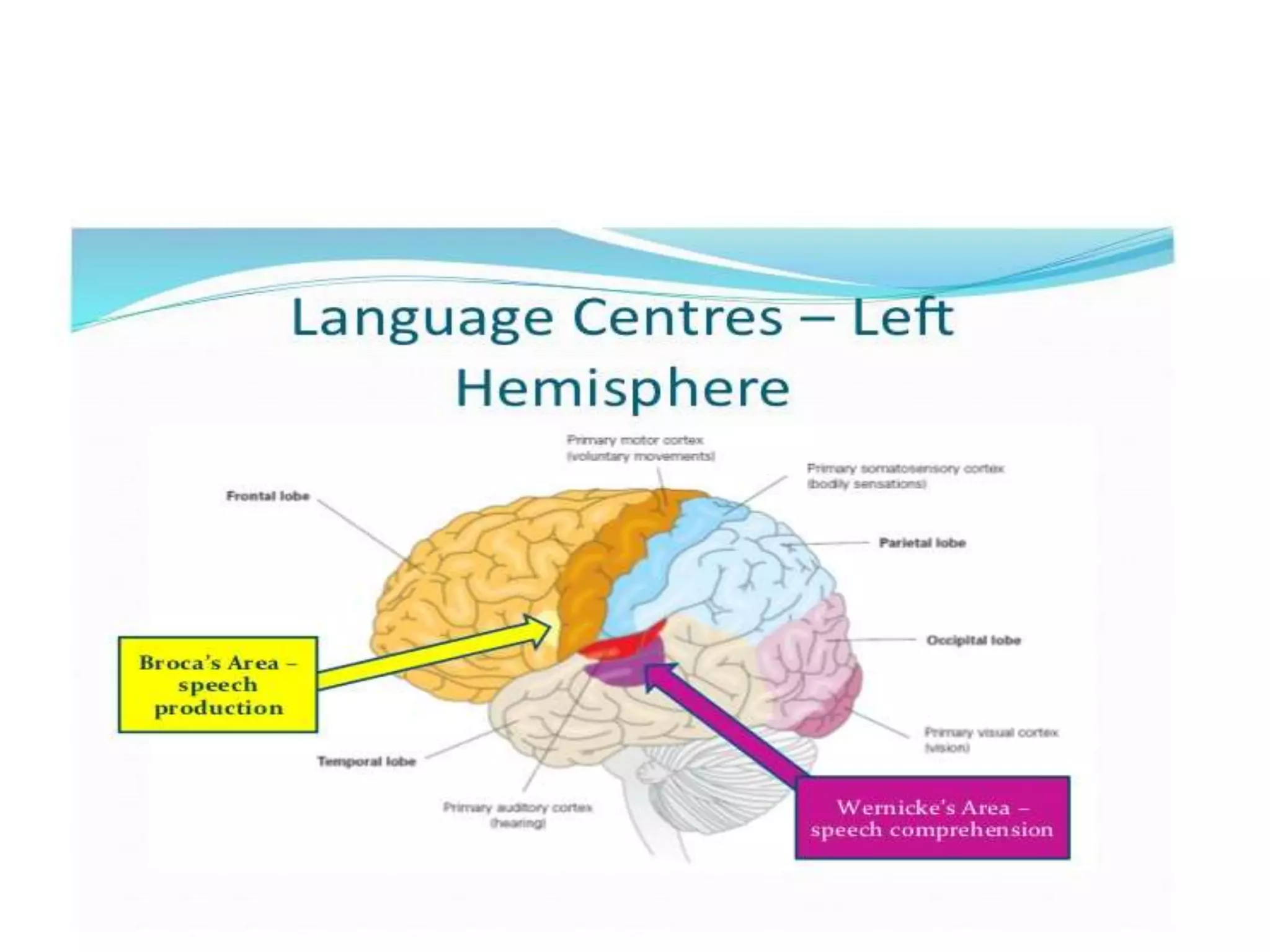 Human brain and_language_learning | PPT