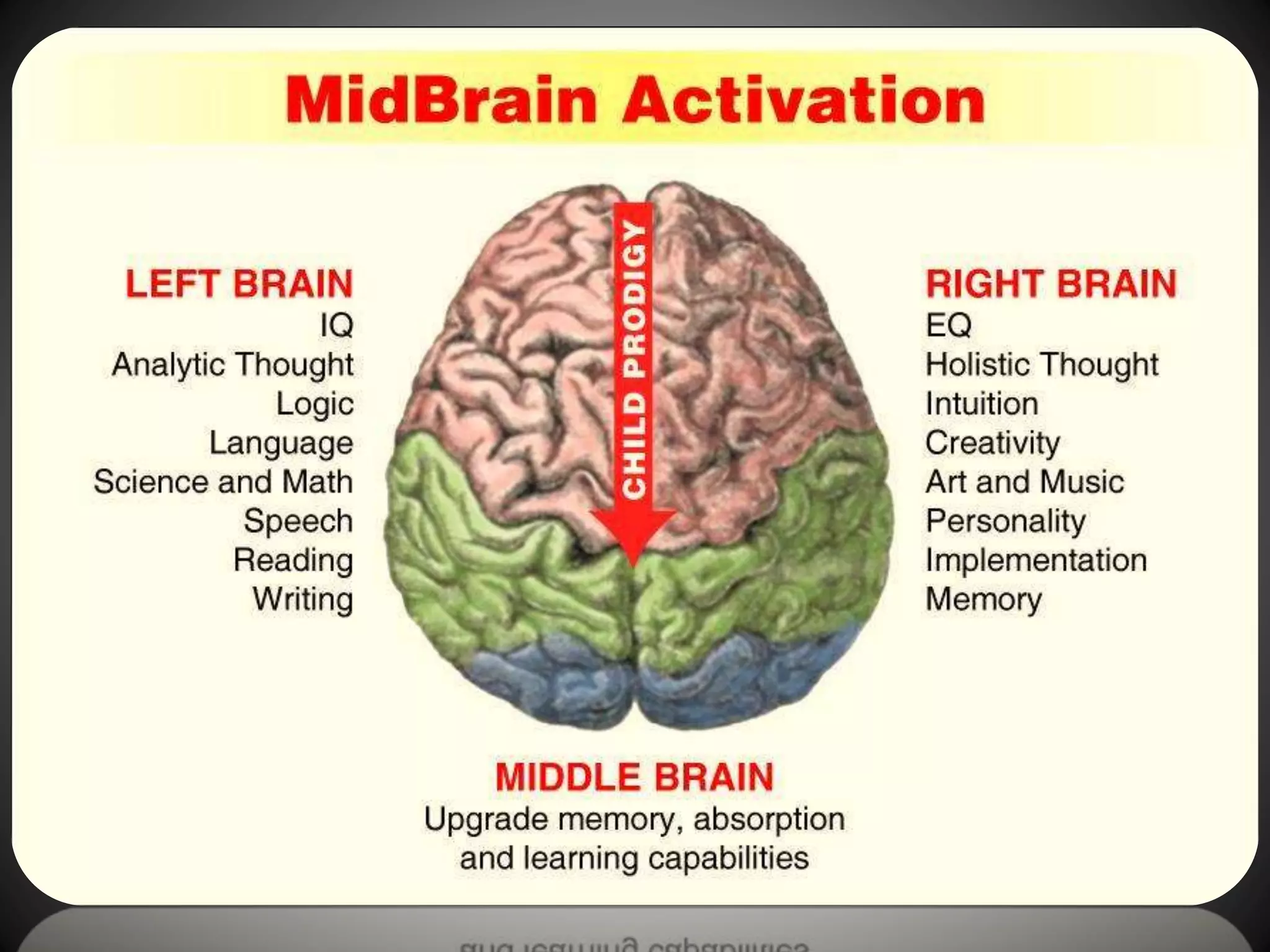 Human brain dominance and mid brain activation | PPTX | Brain and ...