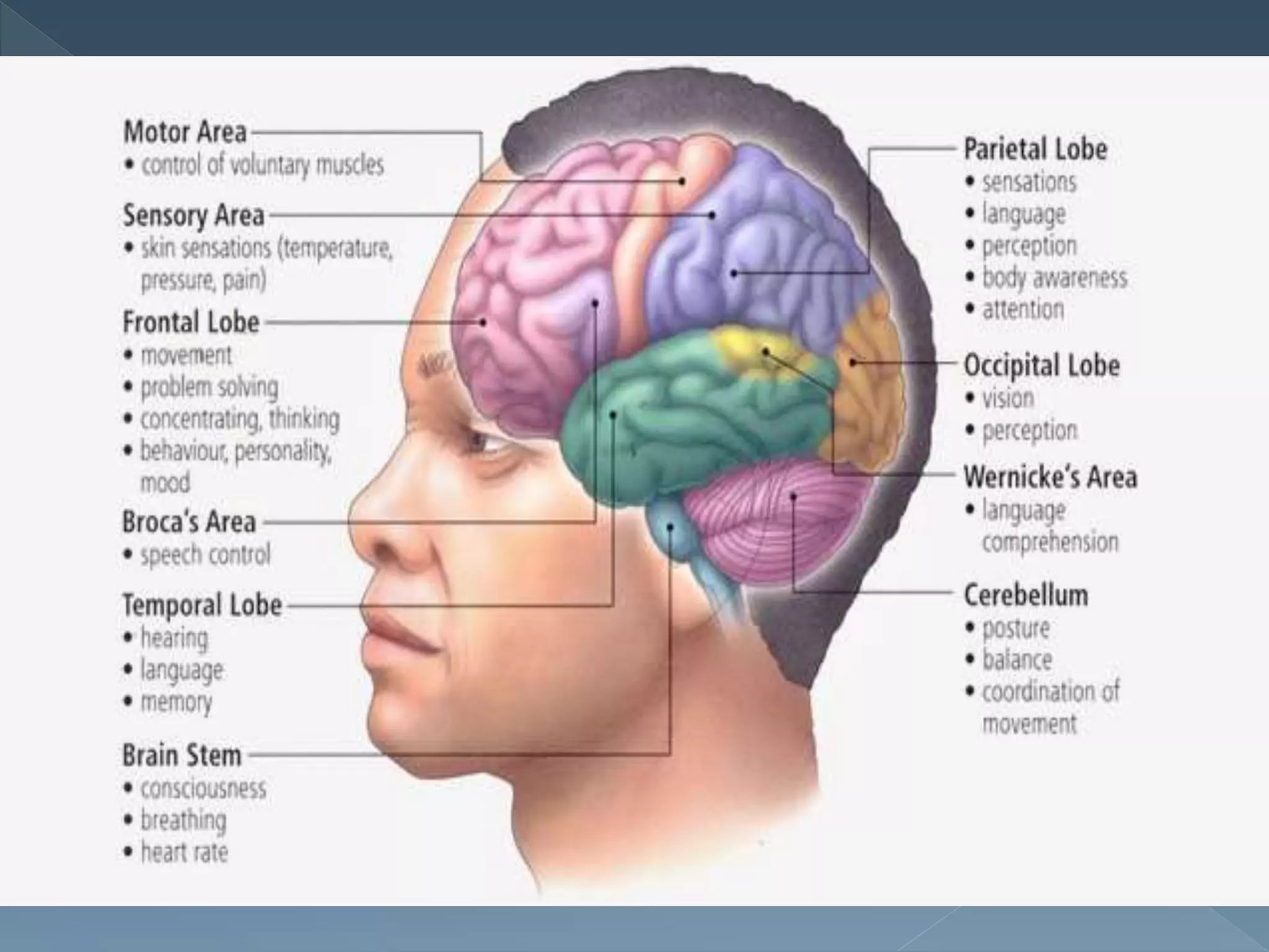Human brain dominance and mid brain activation | PPTX | Brain and ...
