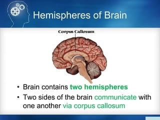 Human brain dominance and mid brain activation | PPTX