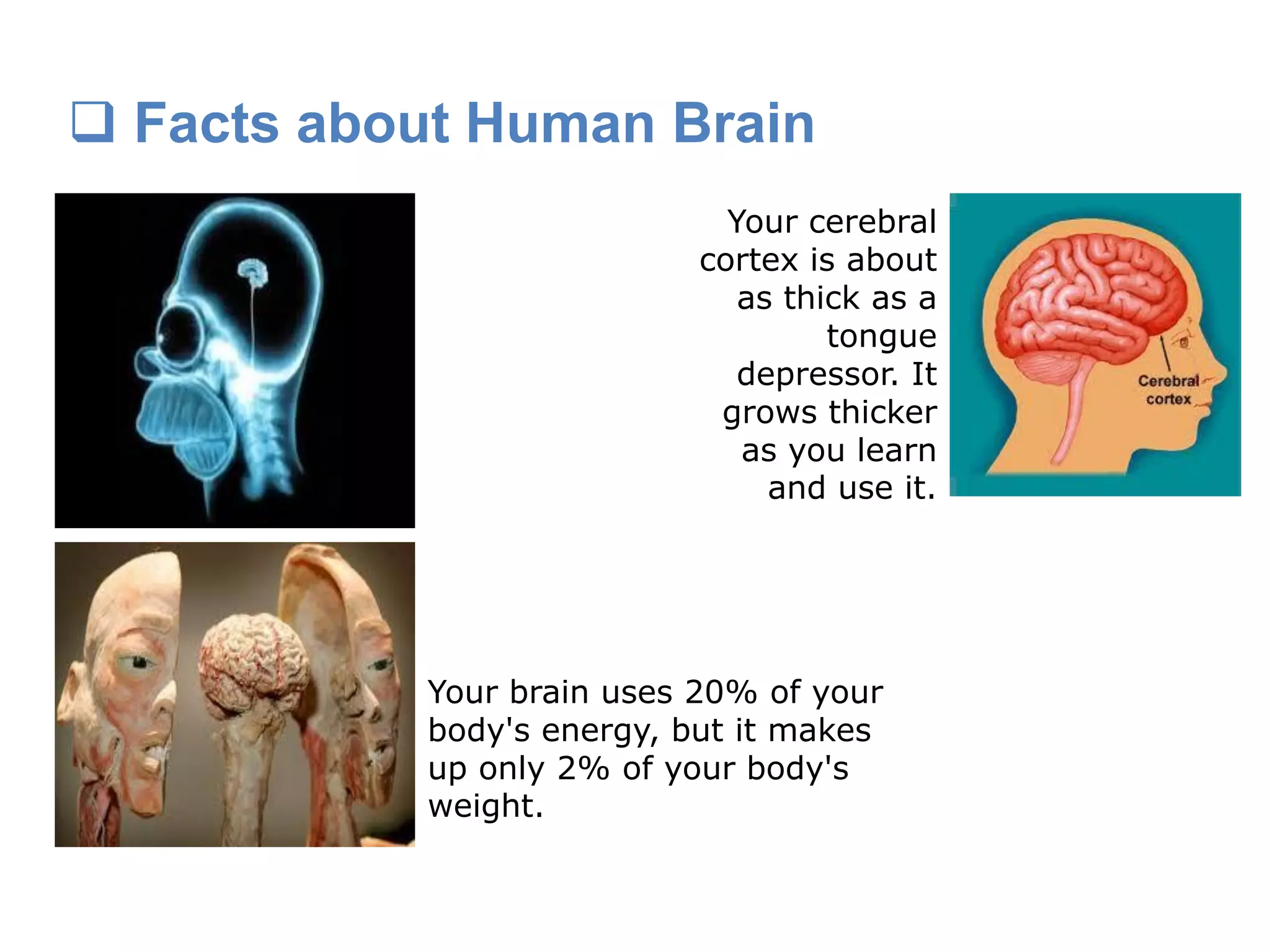 Human brain (facts health-how it works) | PPT
