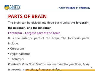 Human Brain ppt for Pharmacy Students.pptx