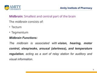 Human Brain ppt for Pharmacy Students.pptx
