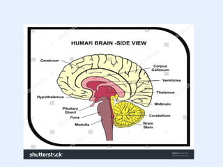 human brain at work-its physiology parts | PPTX