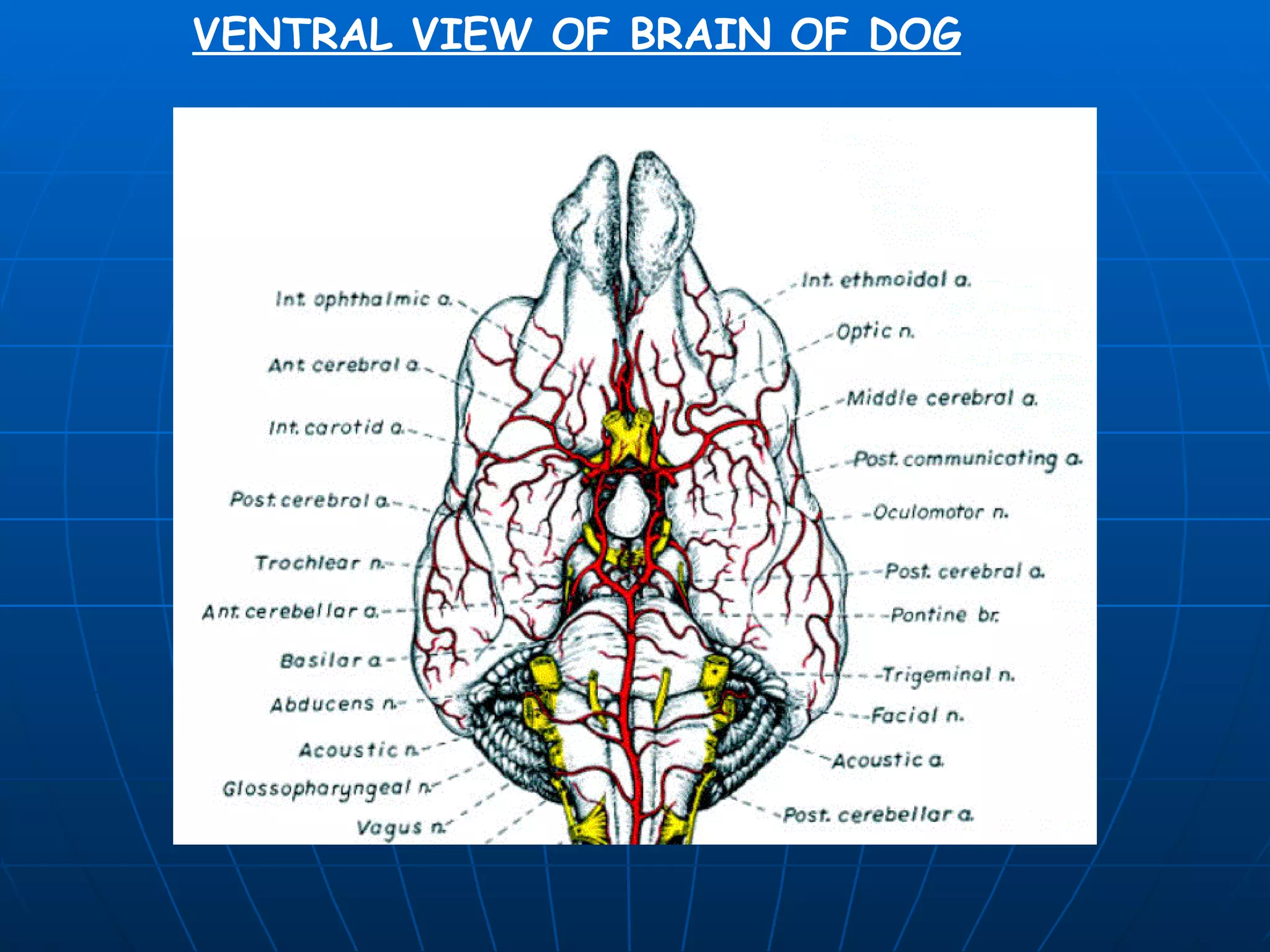Human Brain Ventral View | PPT