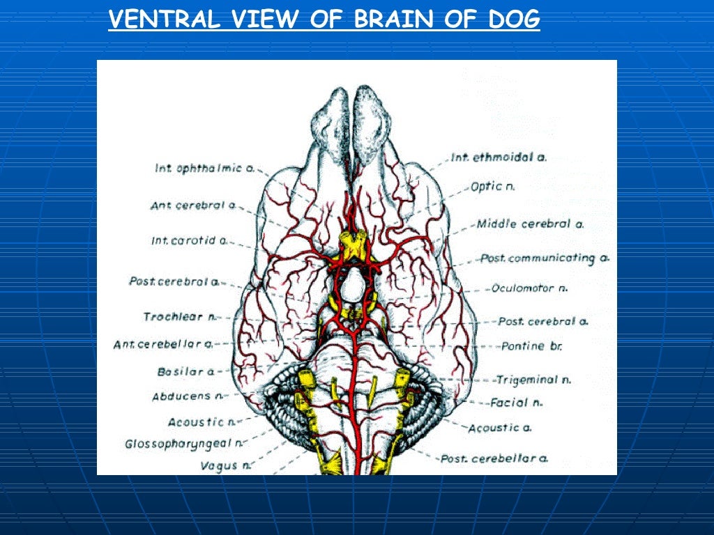 Human Brain Ventral View