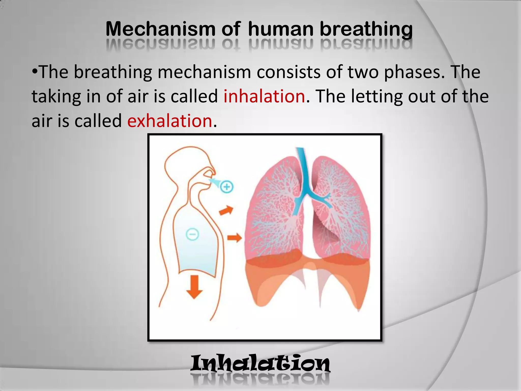 Human breathing | PPTX