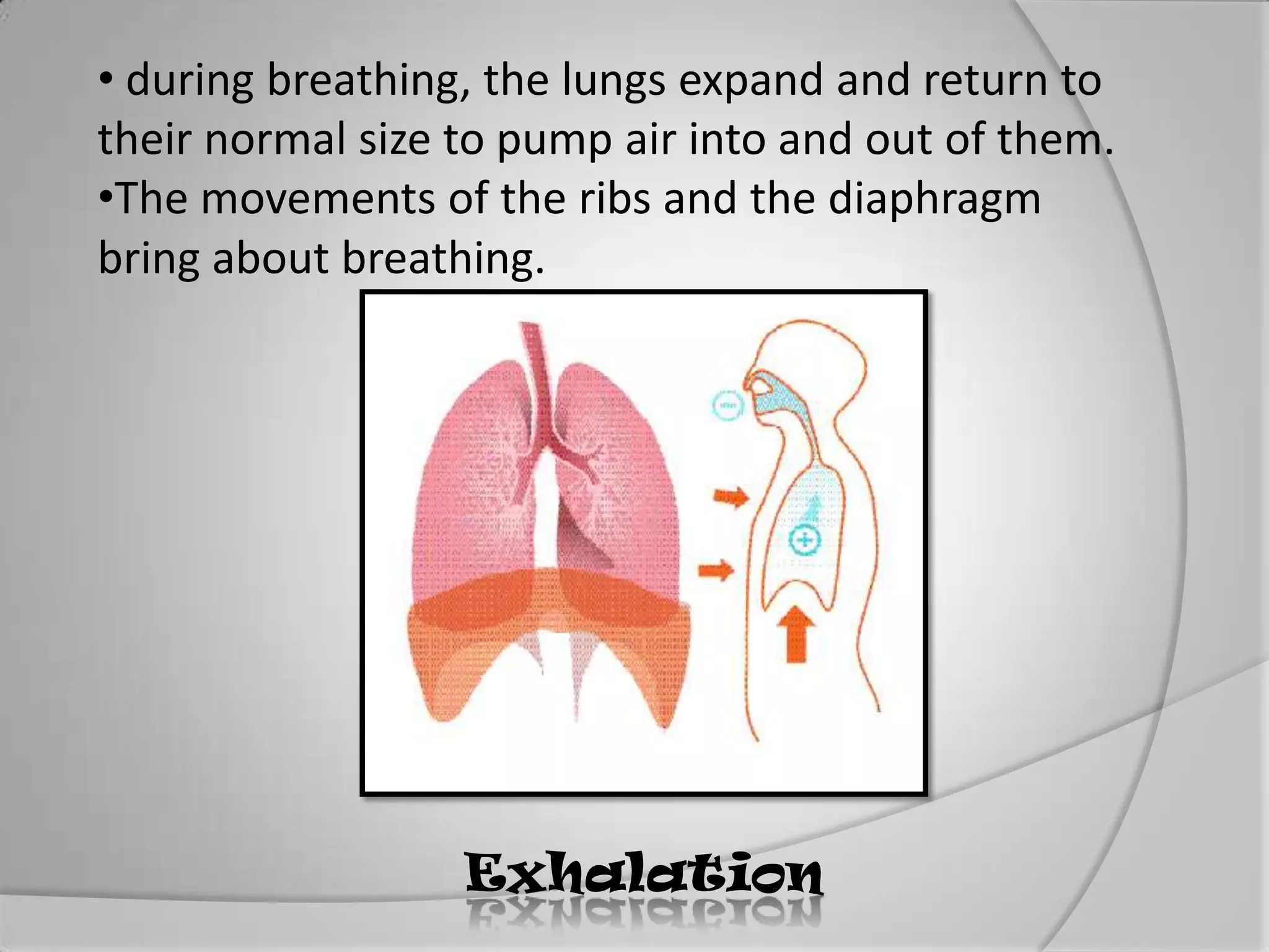 Human breathing 2.1 | PPTX