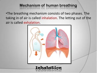 Human breathing 2.1 | PPTX