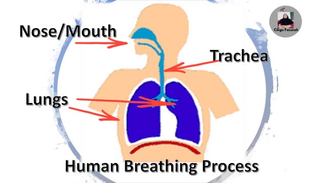 human breathing process yr4.pptx | Lung and Respiratory Health ...