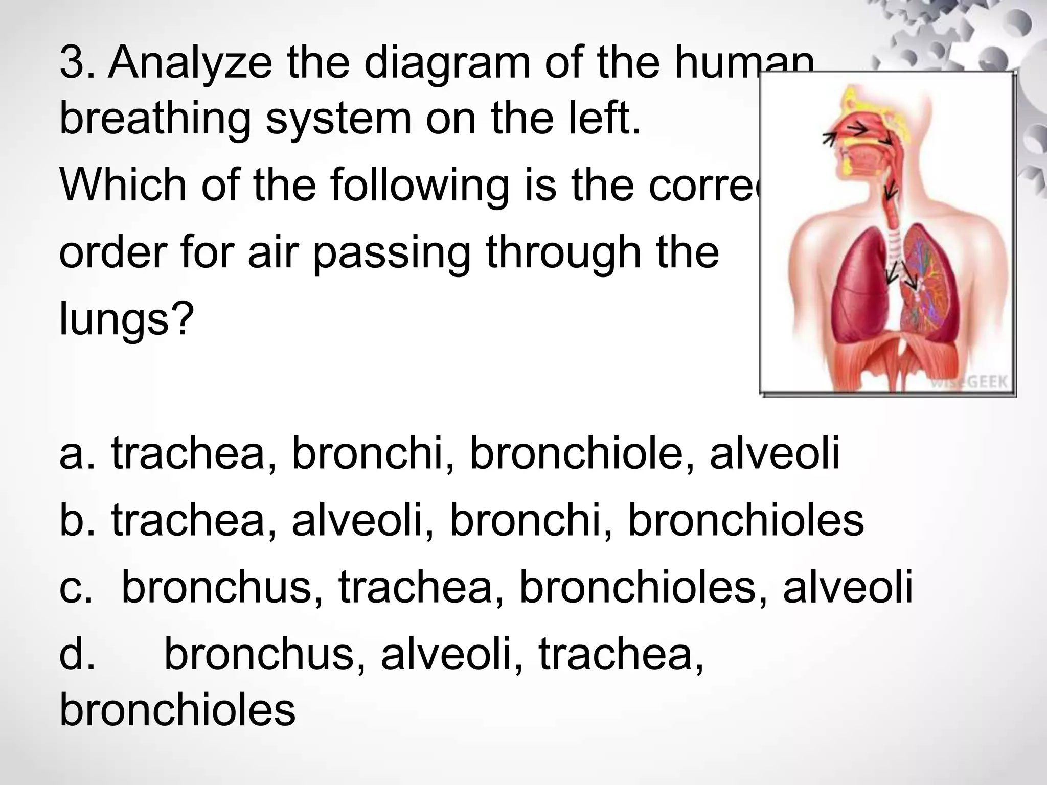 Human breathing system | PPTX