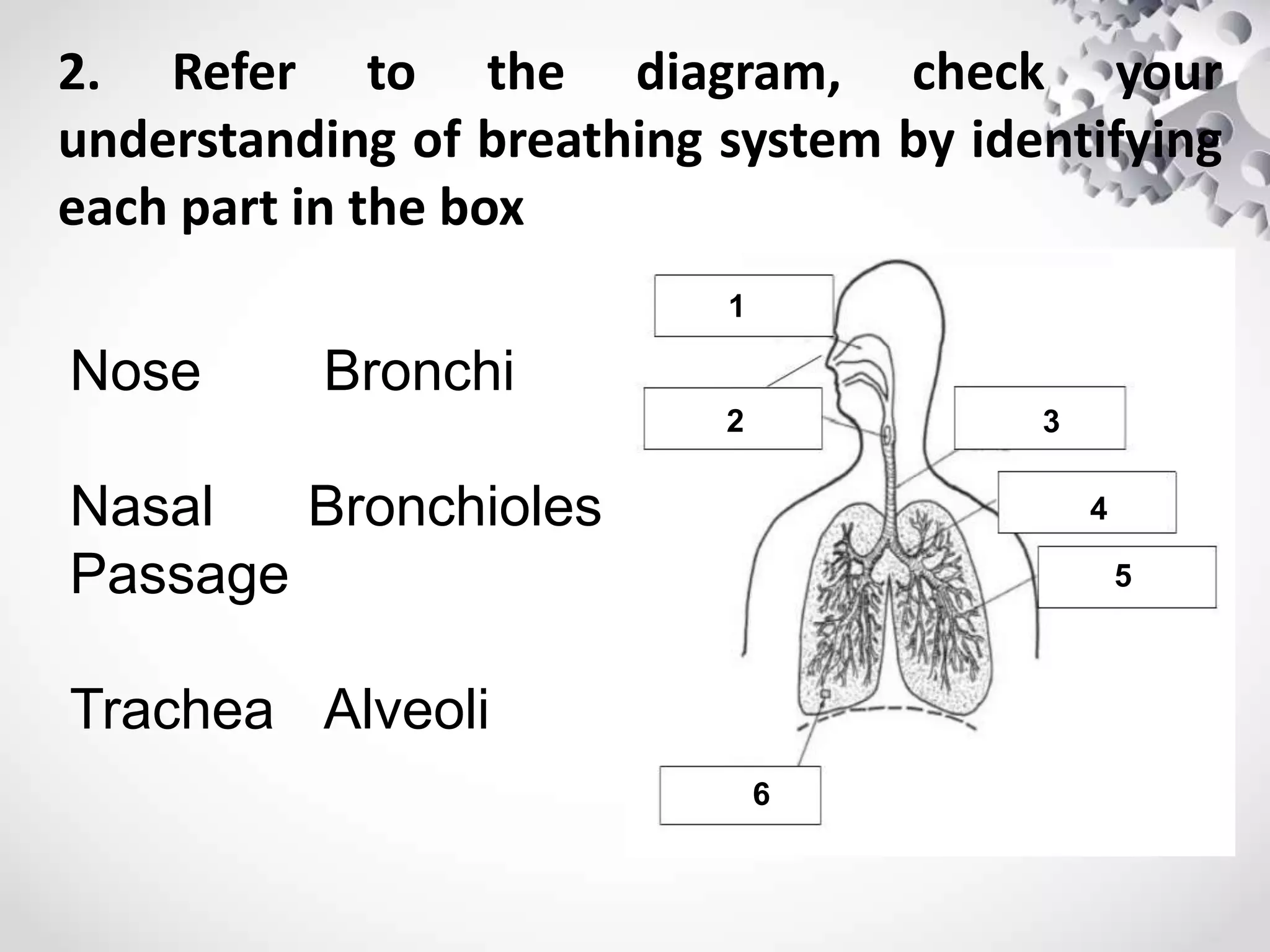 Human breathing system | PPTX