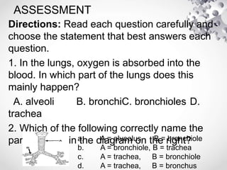 Human breathing system | PPTX