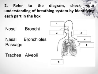 Human breathing system | PPTX