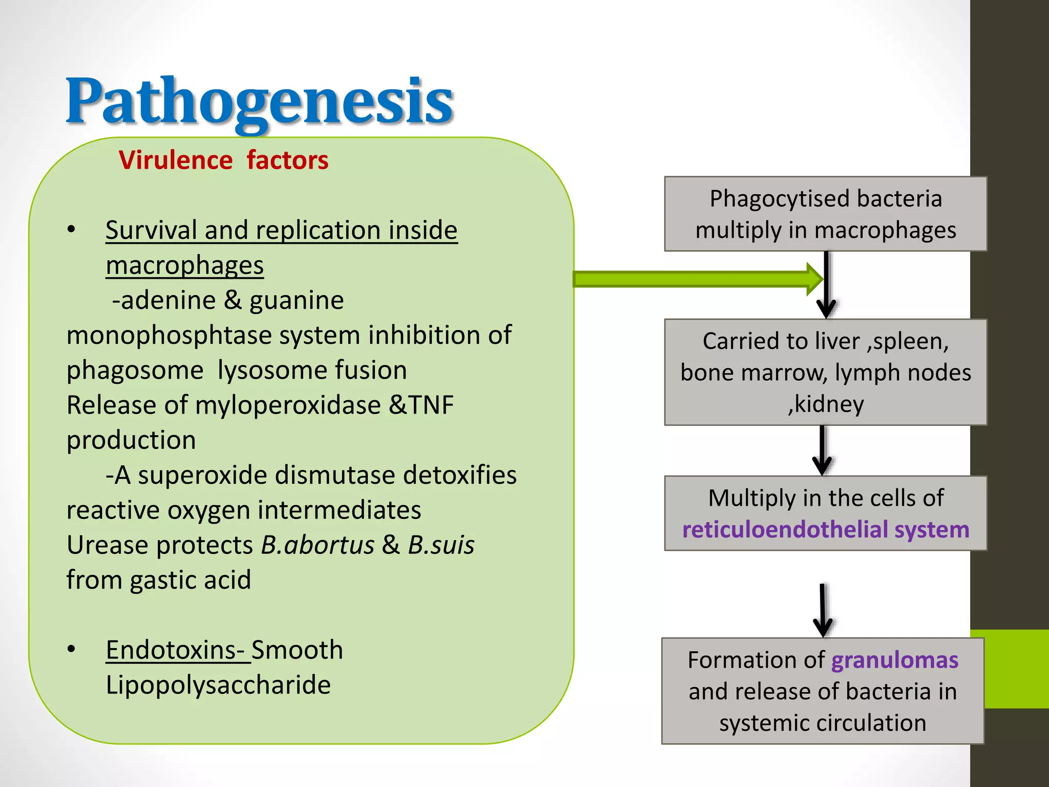Human Brucellosis.pptx