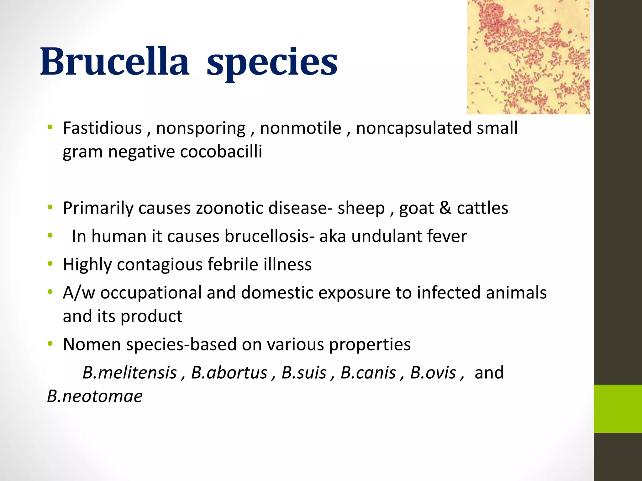 Human Brucellosis.pptx
