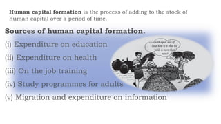Human capital formation | PDF