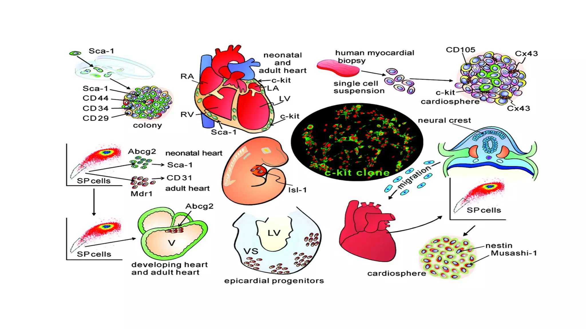 Human cardiac progenitor cells | PPT