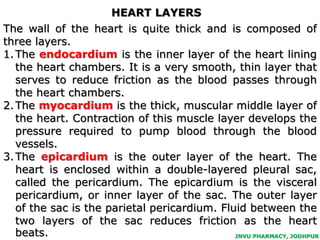 Human cardiovascular system | PPTX
