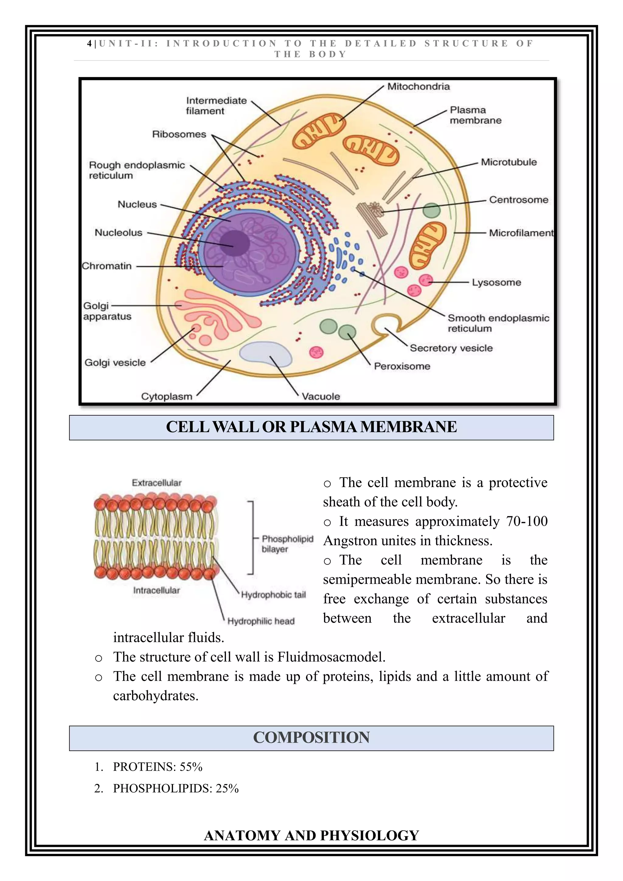Human Body Cell Diagram