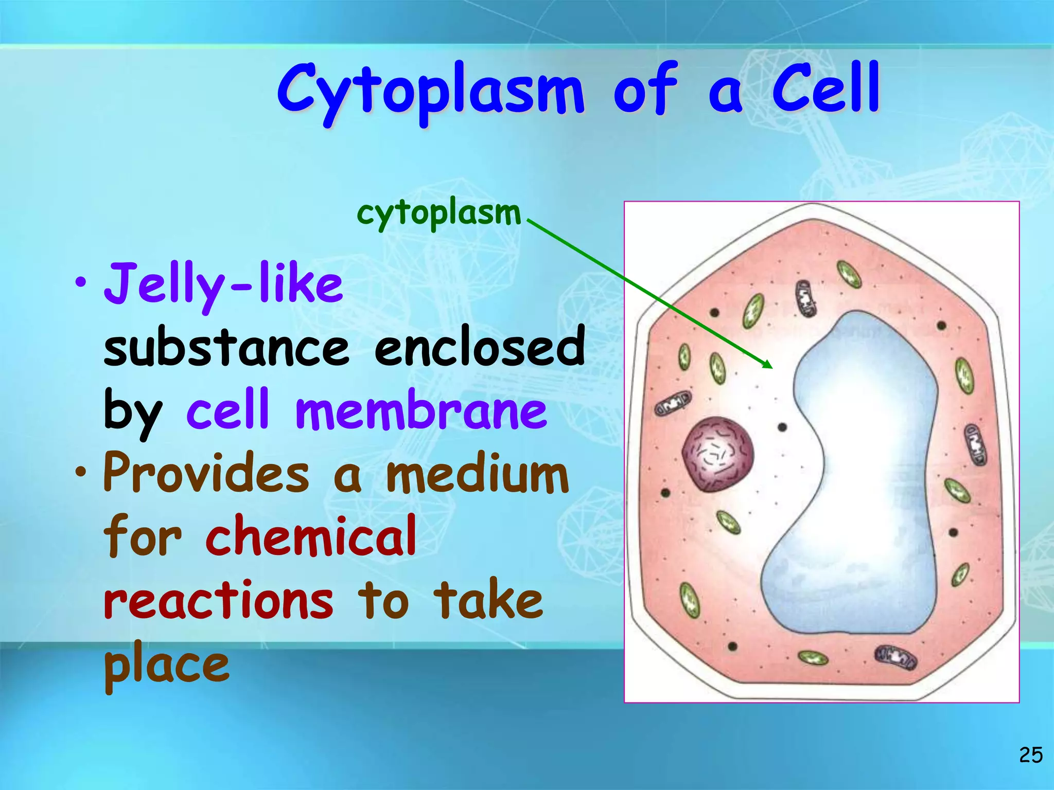 human cell.ppt