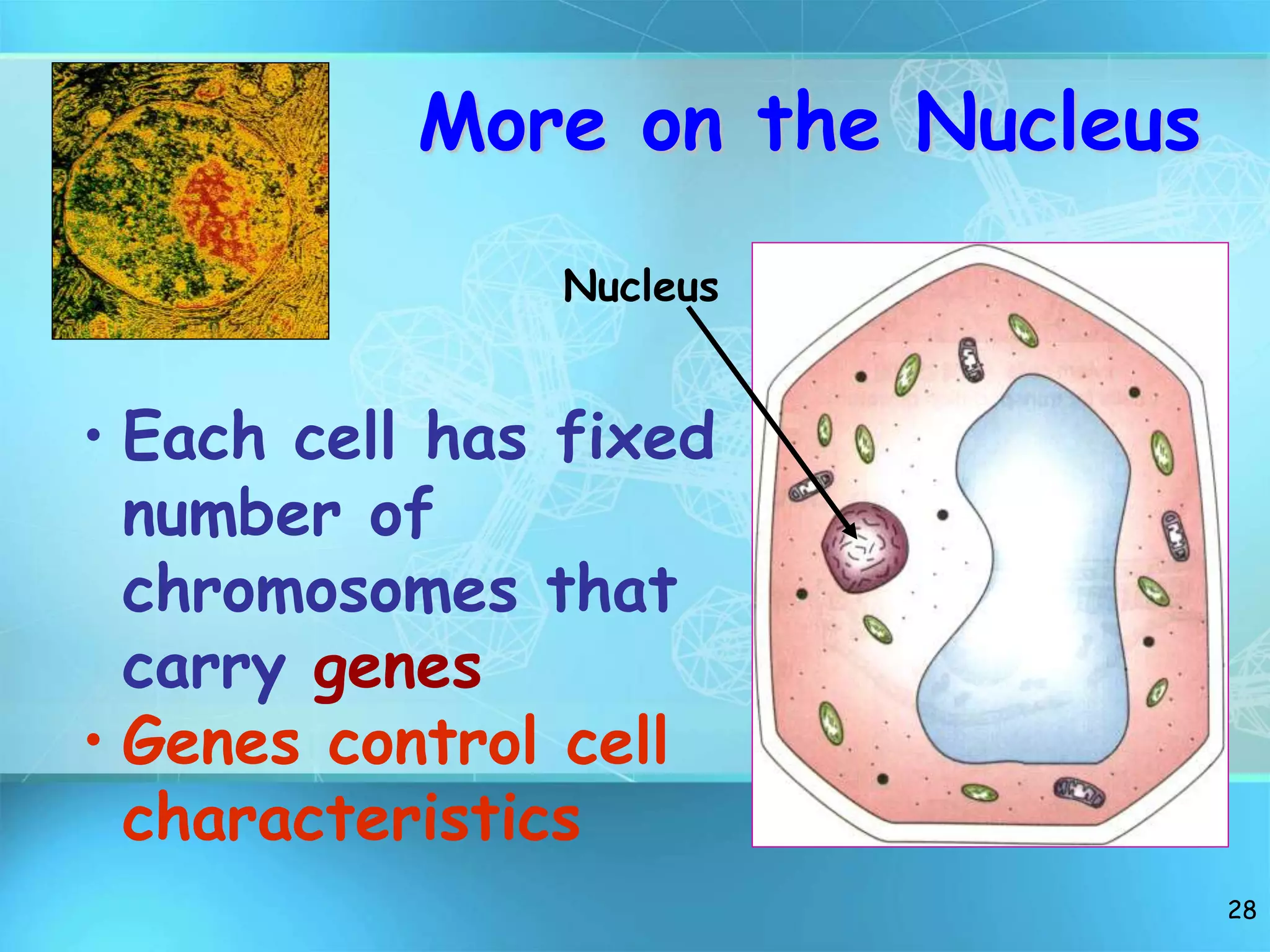 human cell.ppt