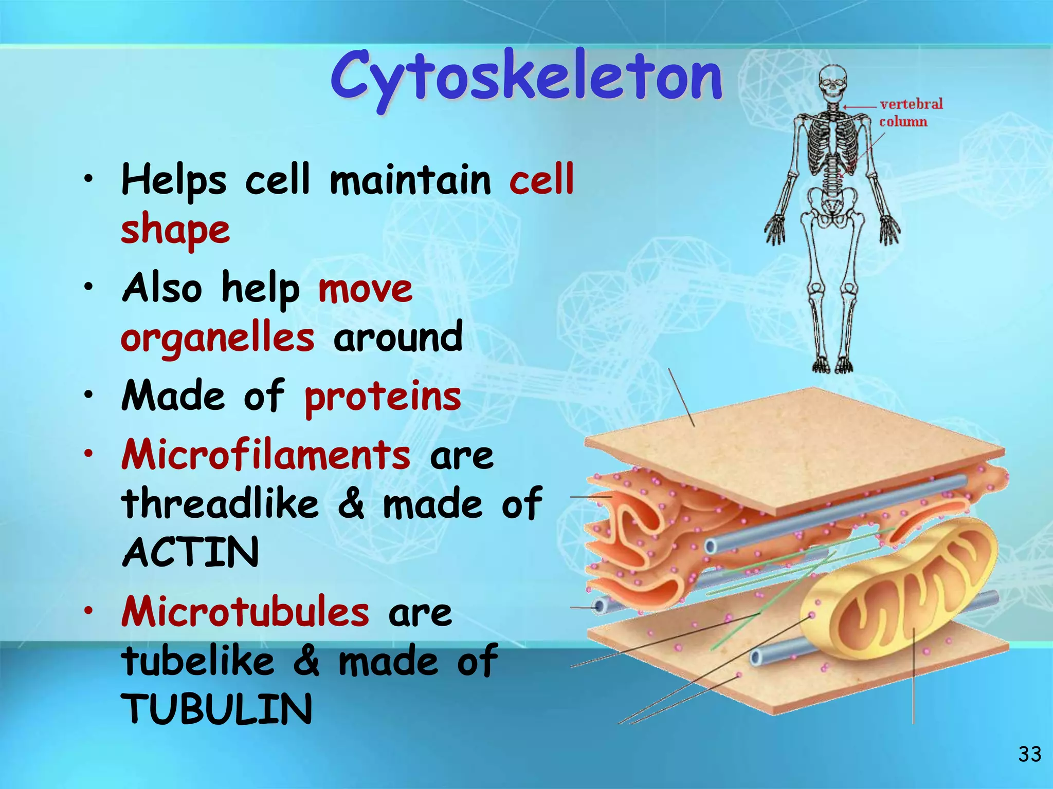 human cell.ppt