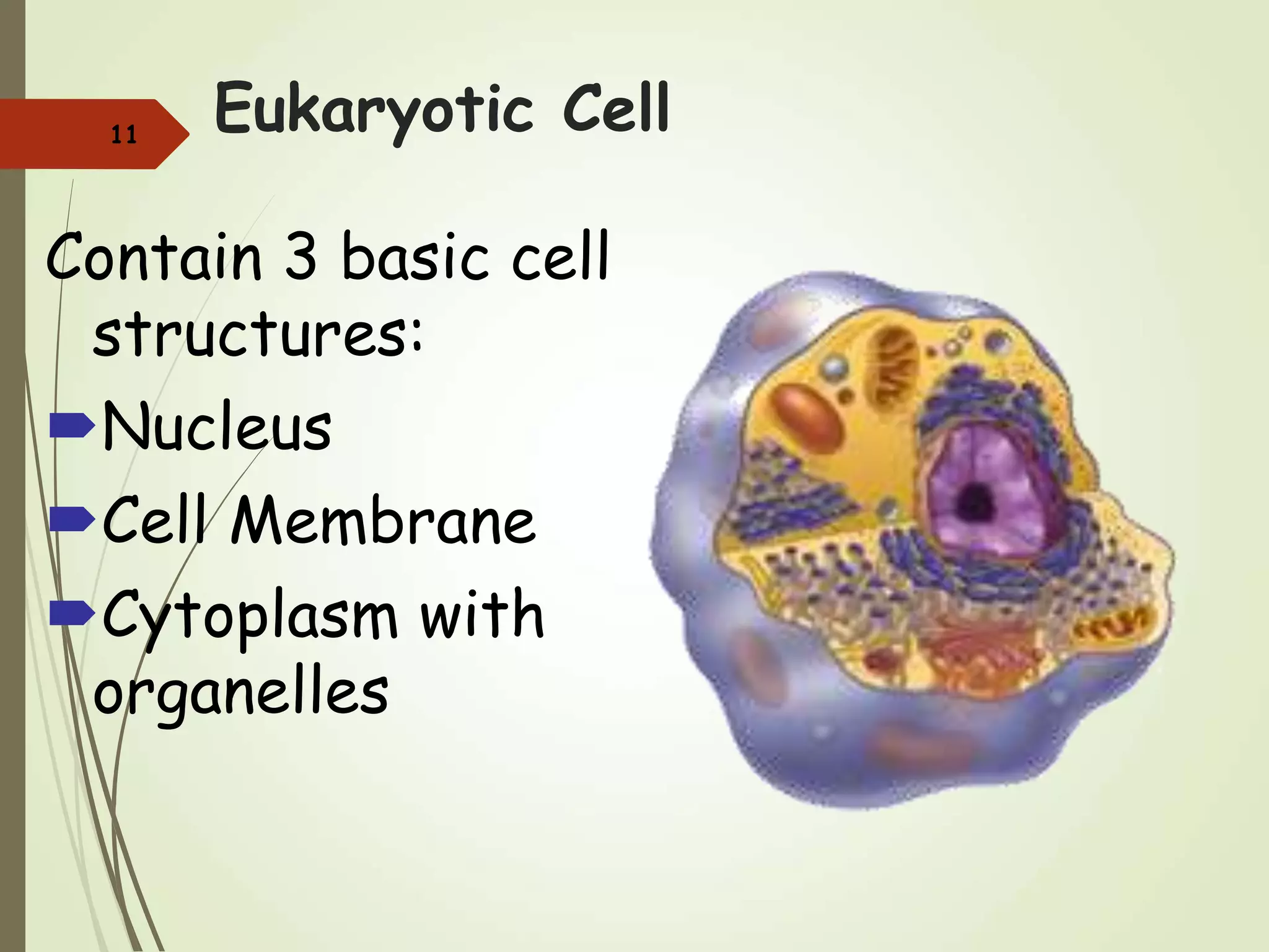 Human cell-structural anatomy ppt | PPT