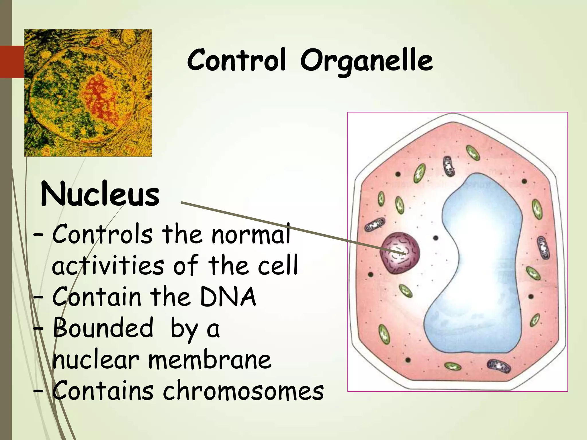 Human cell-structural anatomy ppt | PPT