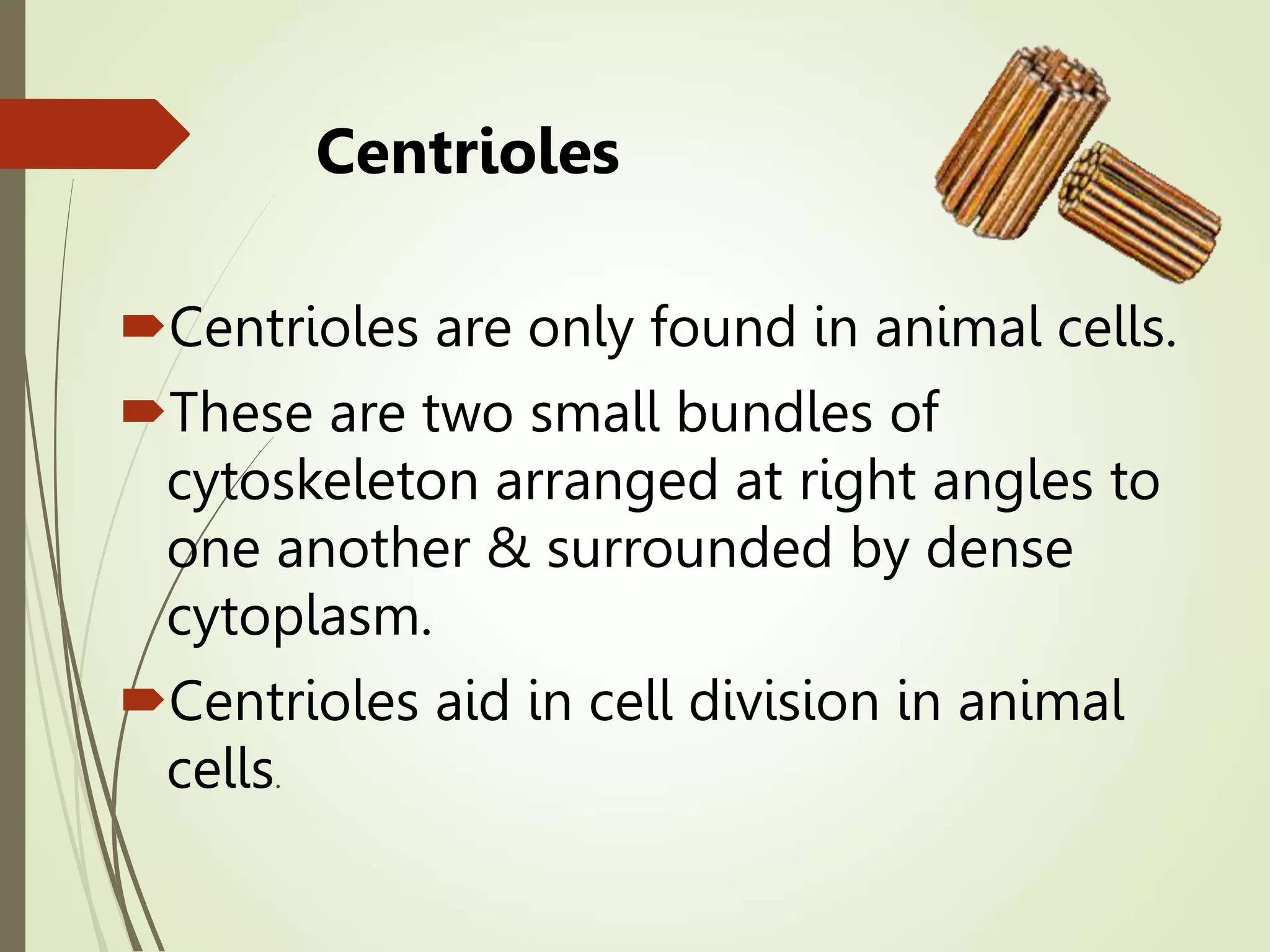 Human cell-structural anatomy ppt | PPT