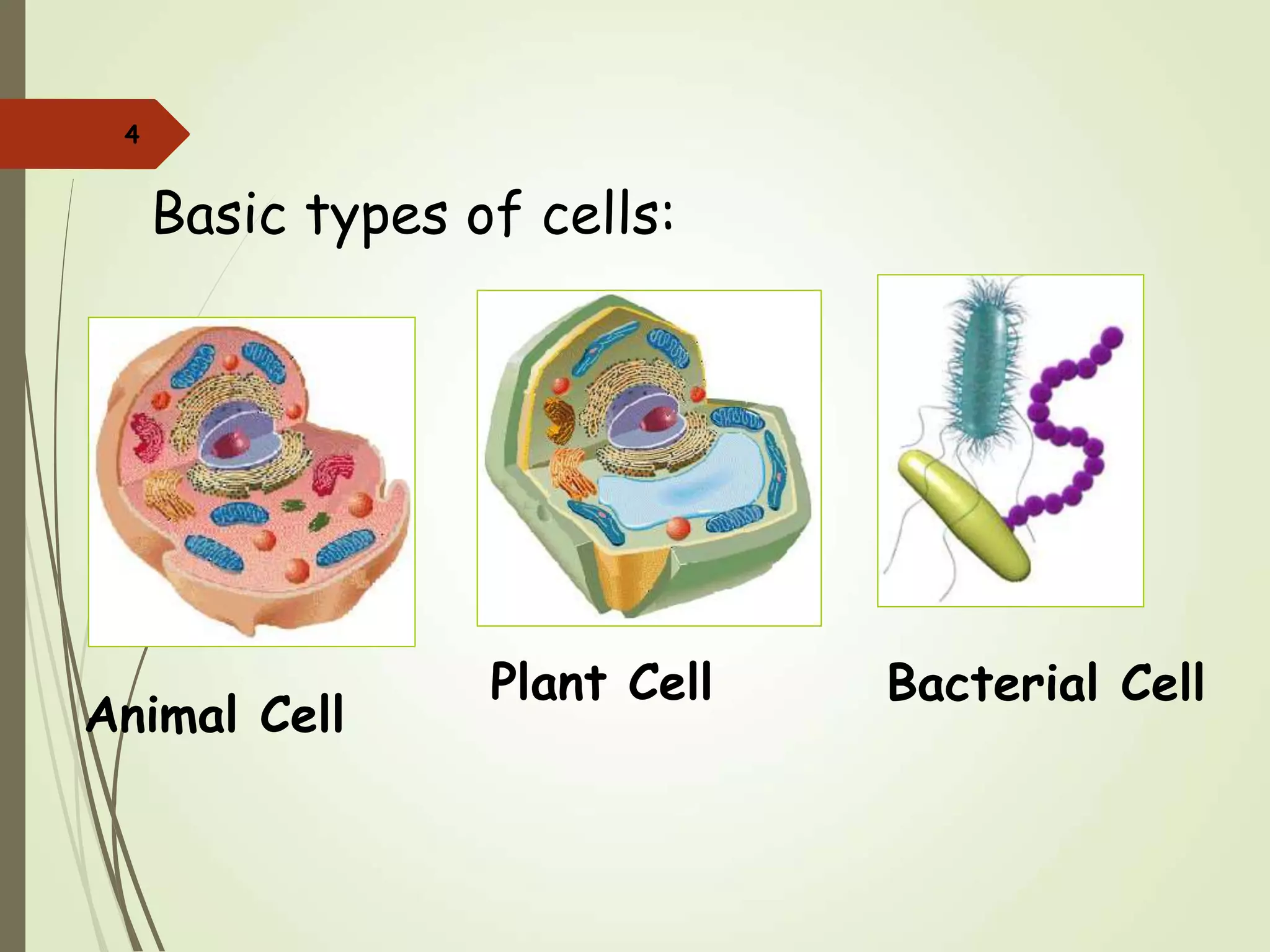 Human cell-structural anatomy ppt | PPT