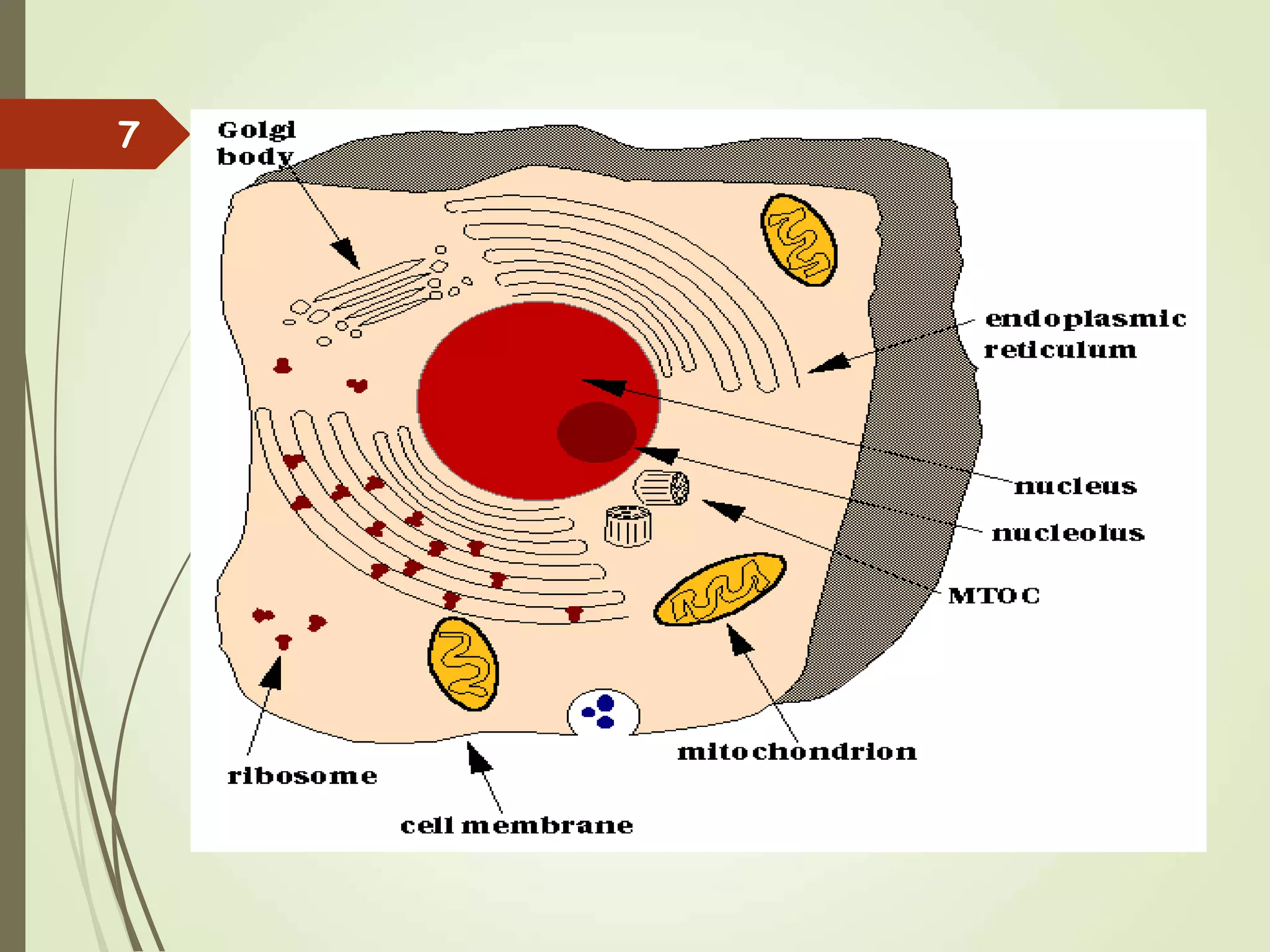 Human cell-structural anatomy ppt | PPT