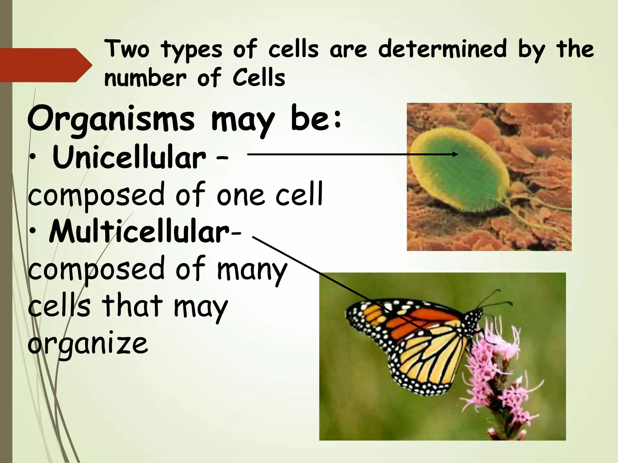 Human cell-structural anatomy ppt | PPT