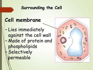 Human cell-structural anatomy ppt | PPT