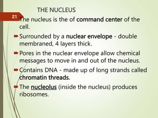 Human cell-structural anatomy ppt | PPT