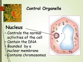 Human cell-structural anatomy ppt | PPT