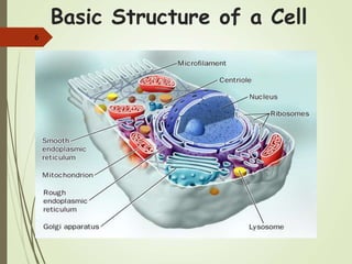 Human cell-structural anatomy ppt | PPT