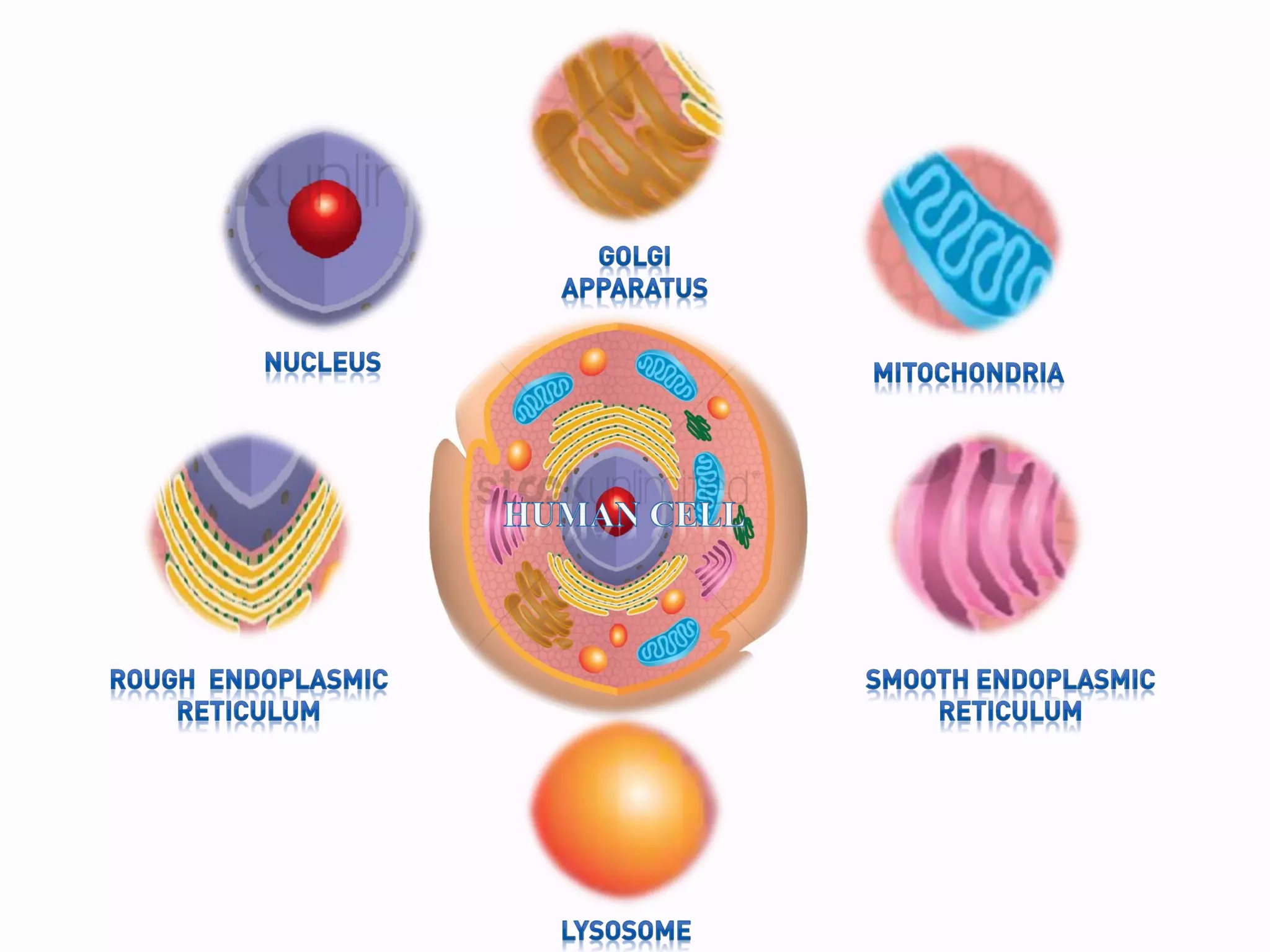 HUMAN CELL ANATOMY | PDF