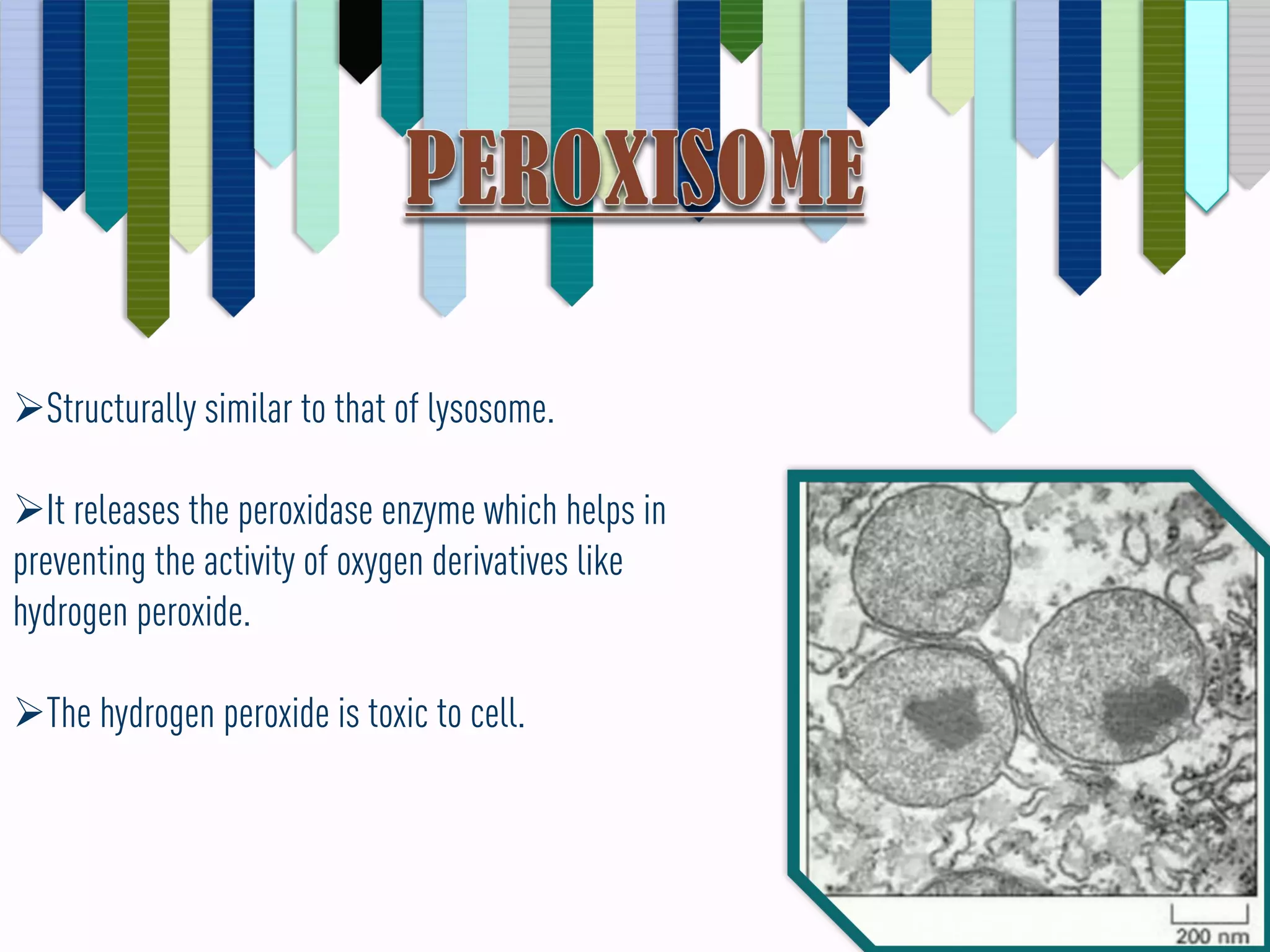 HUMAN CELL ANATOMY | PDF