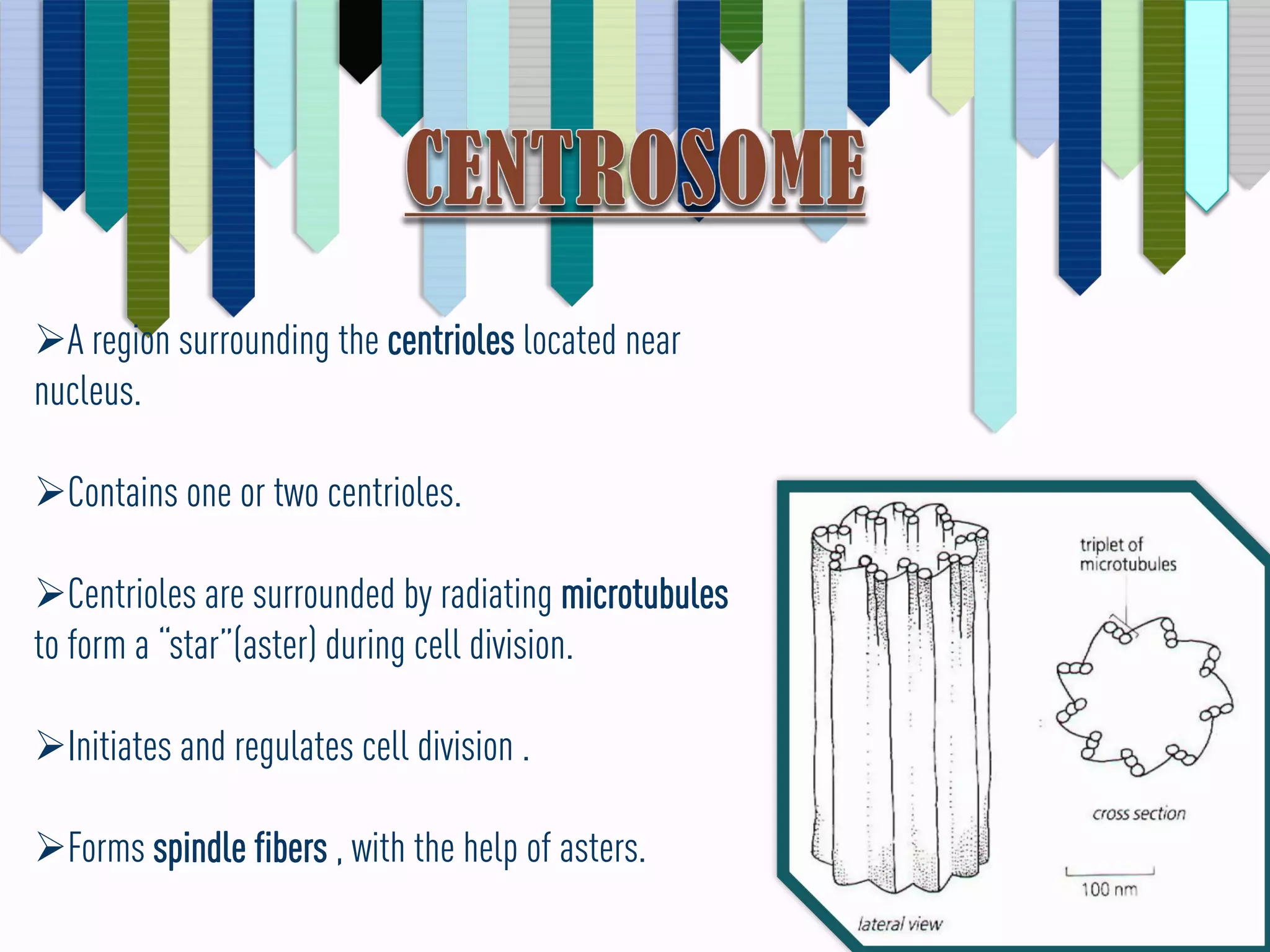 HUMAN CELL ANATOMY | PDF