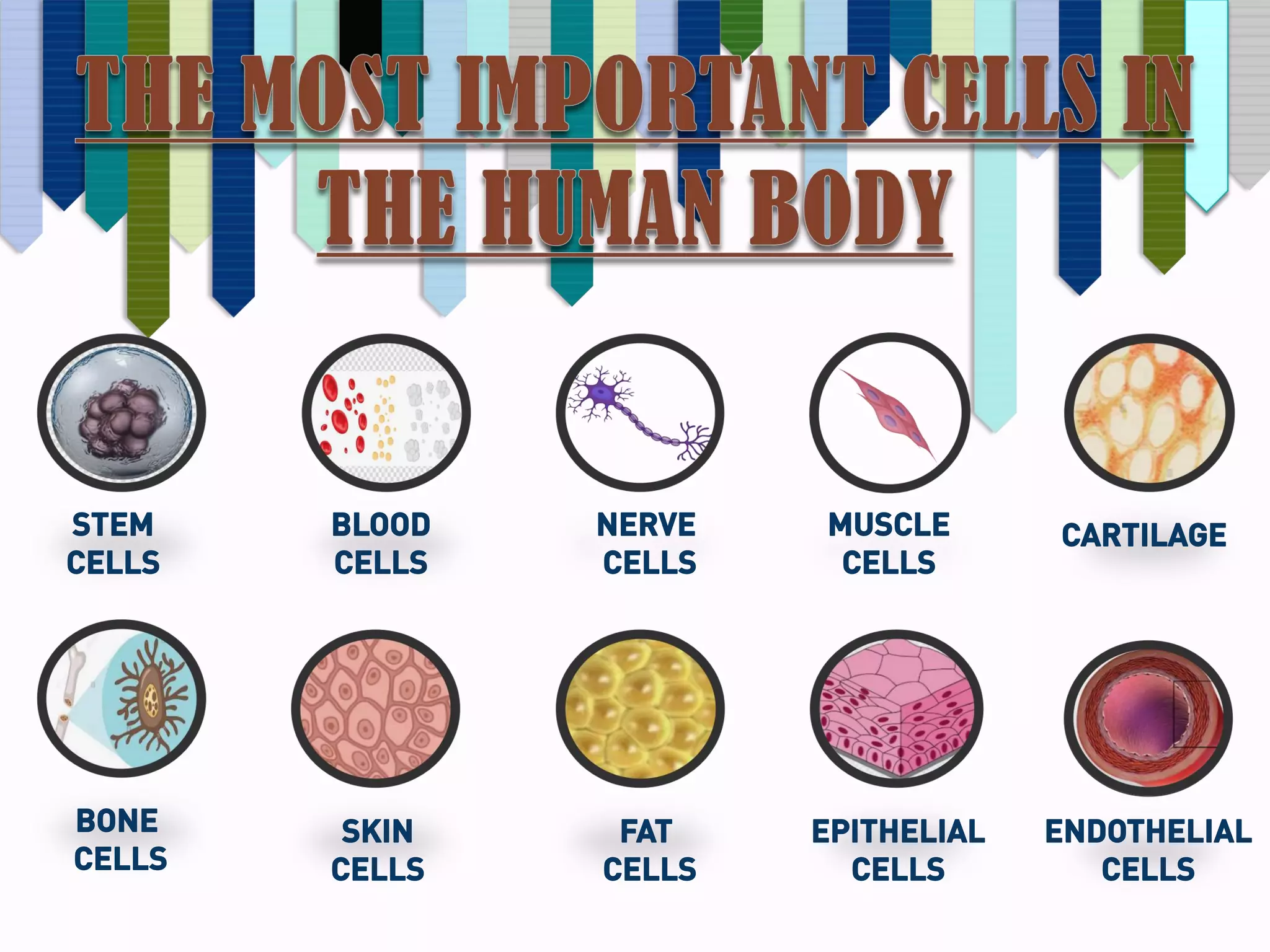 HUMAN CELL ANATOMY | PDF