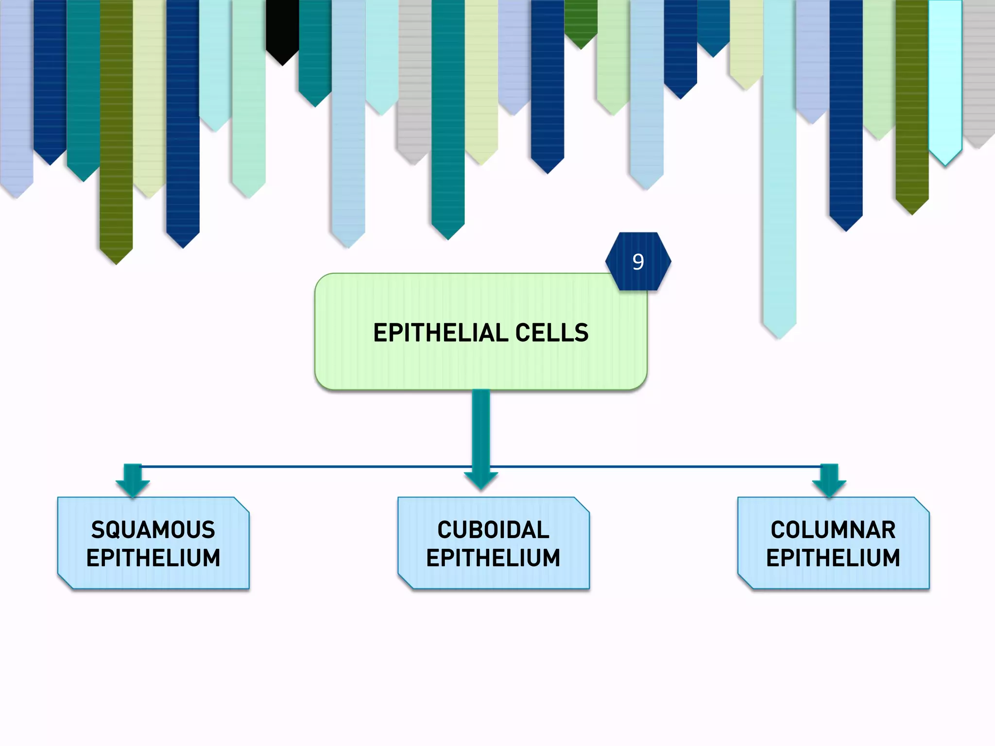 HUMAN CELL ANATOMY | PDF