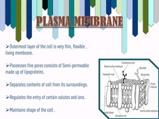 HUMAN CELL ANATOMY | PDF
