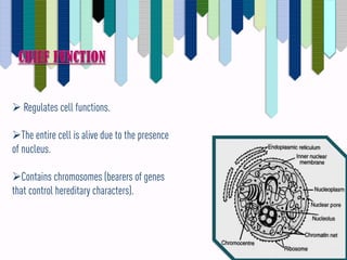 HUMAN CELL ANATOMY | PDF