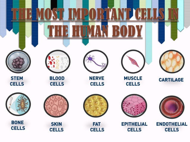 HUMAN CELL ANATOMY | PDF