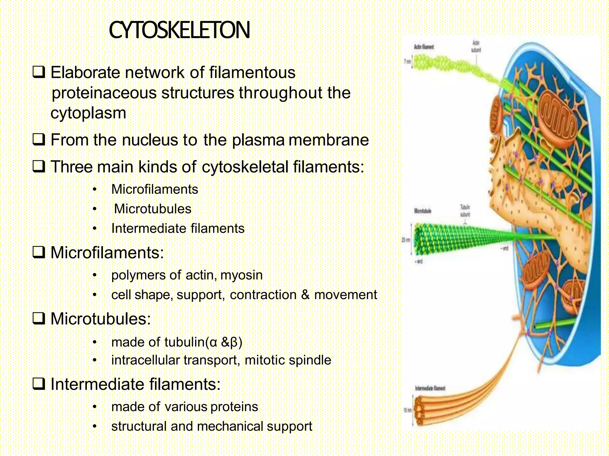 Human cell anatomy | PPTX