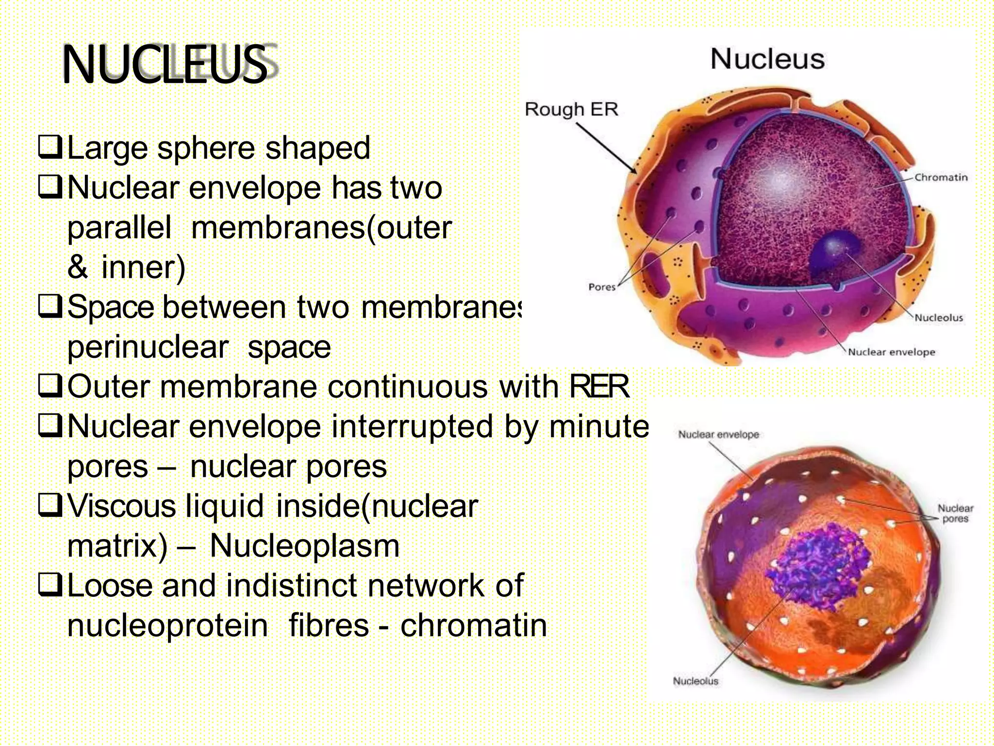 Human cell anatomy | PPTX