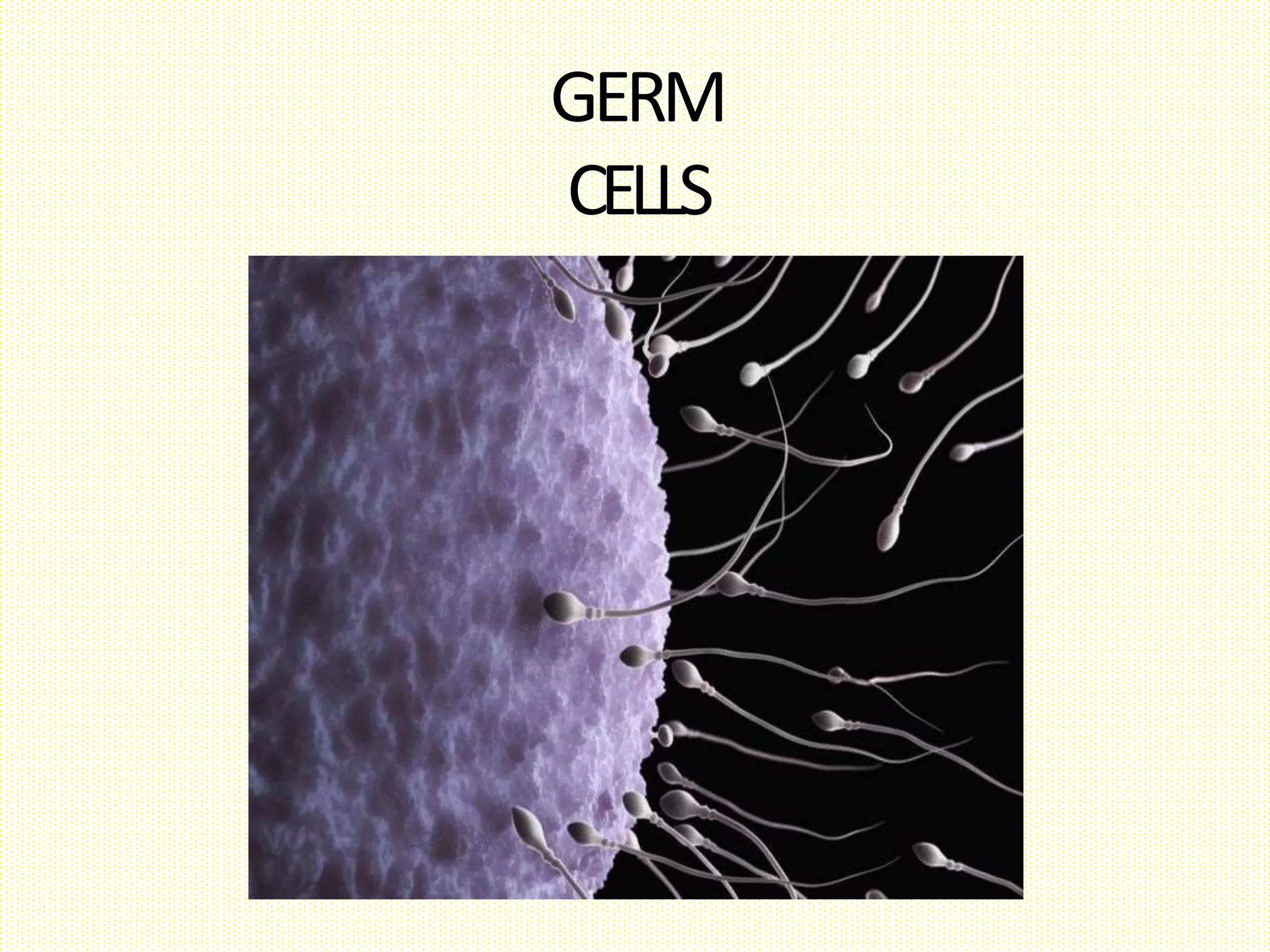 Human cell anatomy | PPTX | Chemistry | Science